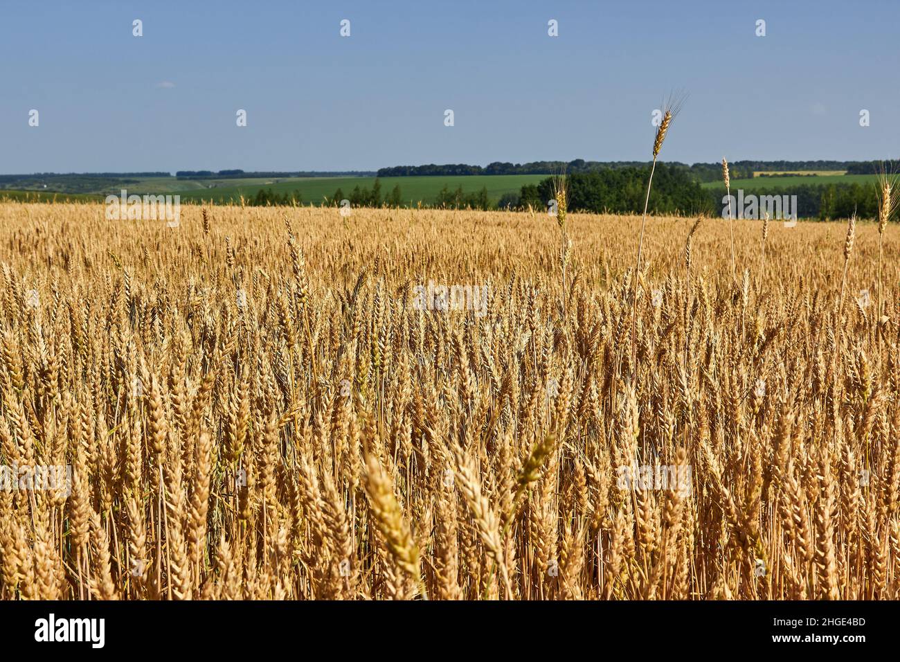 The golden field of wheat is maturing. Spikelets of wheat, a distant ...