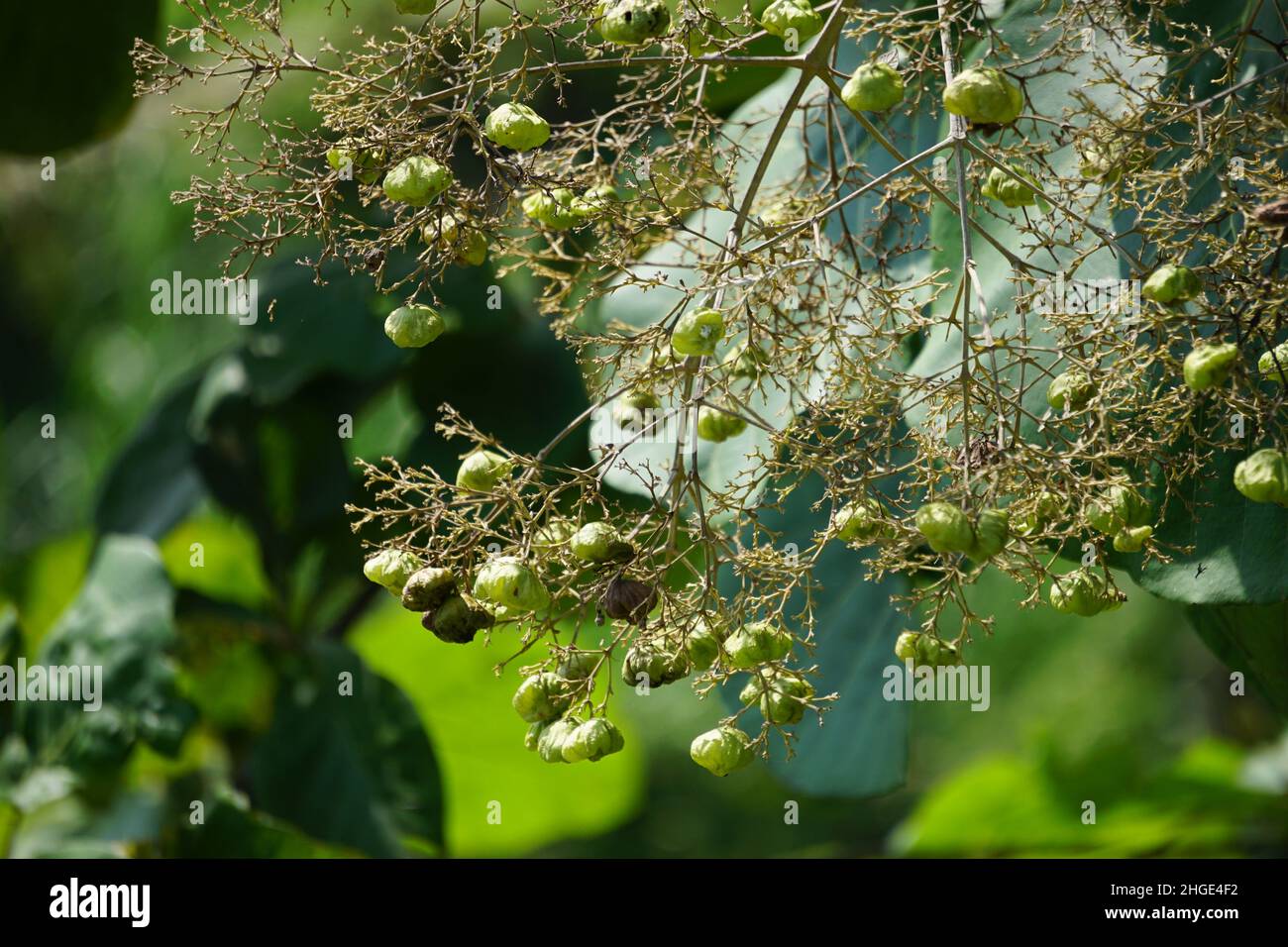 The flower of teak tree with a natural background. This plant also ...