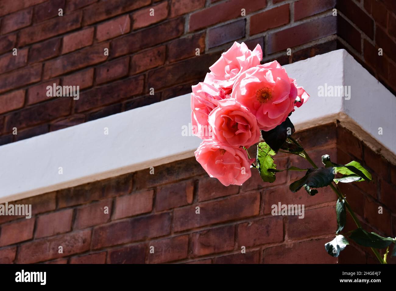pink roses in front of a house wall Stock Photo - Alamy