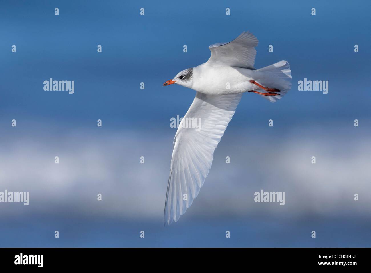 Mediterranean Gull (Ichthyaetus melanocephalus), side view of an adult ...