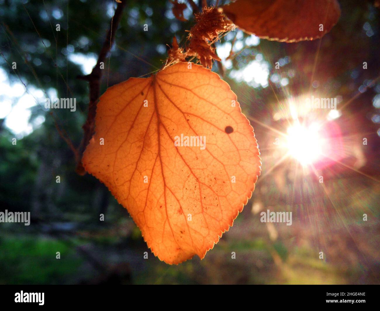 A close-up of beautiful tree leaves with morning sun shinning Stock ...