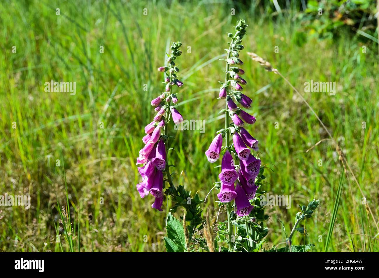The native foxglove grows in nature in St. Peter Ording Stock Photo - Alamy