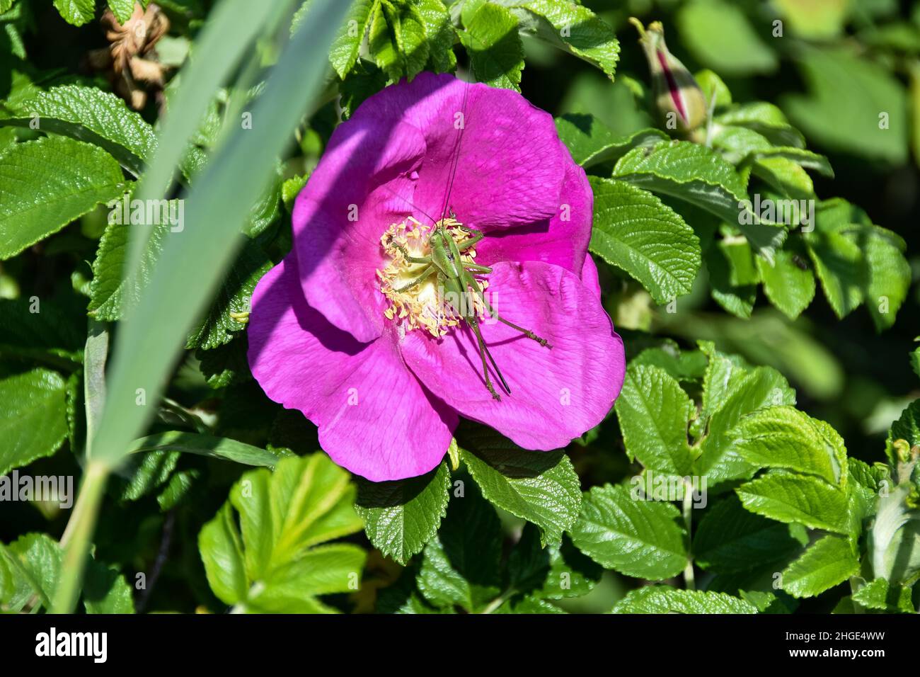 Dune rose hi-res stock photography and images - Alamy