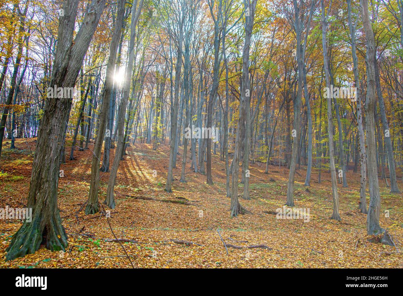 Via transylvania hi-res stock photography and images - Alamy