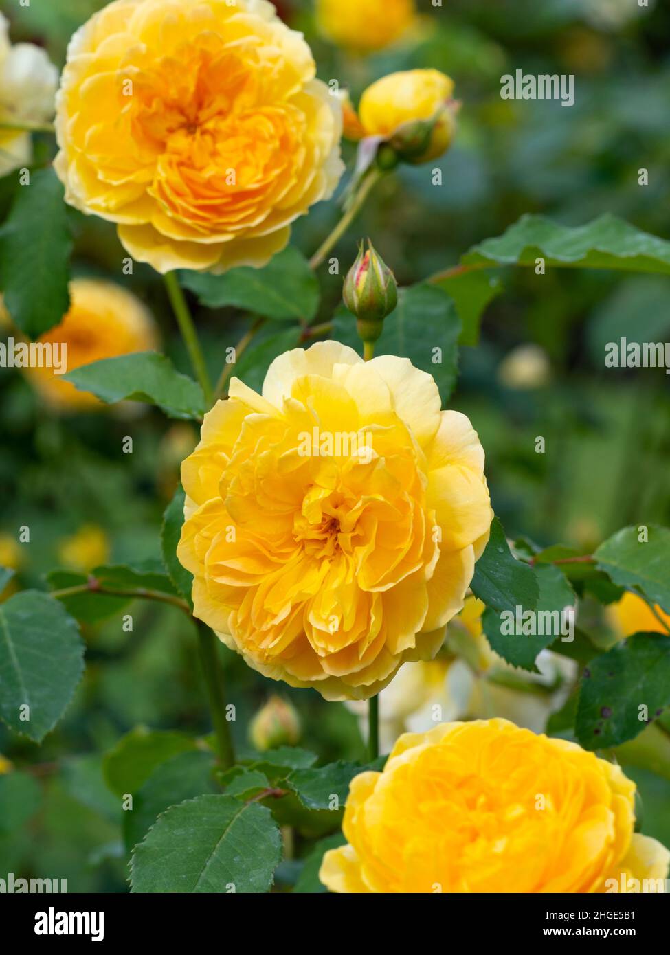 'Molineux' , shrub rose Stock Photo - Alamy