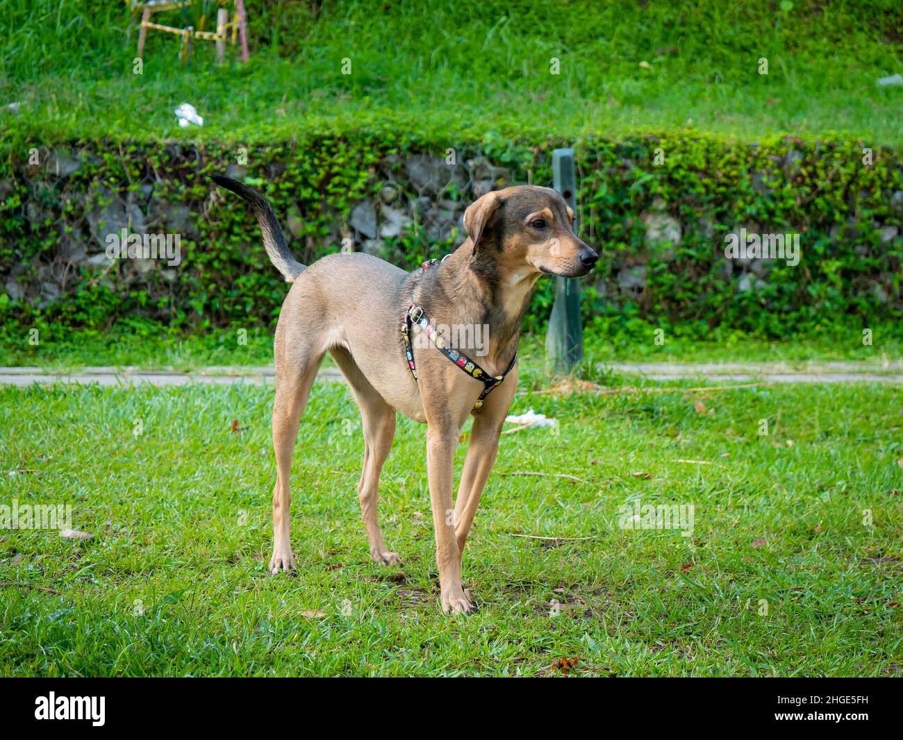 Happy Mongrel Dog Playing in the Green Garden in Medellin, Colombia ...