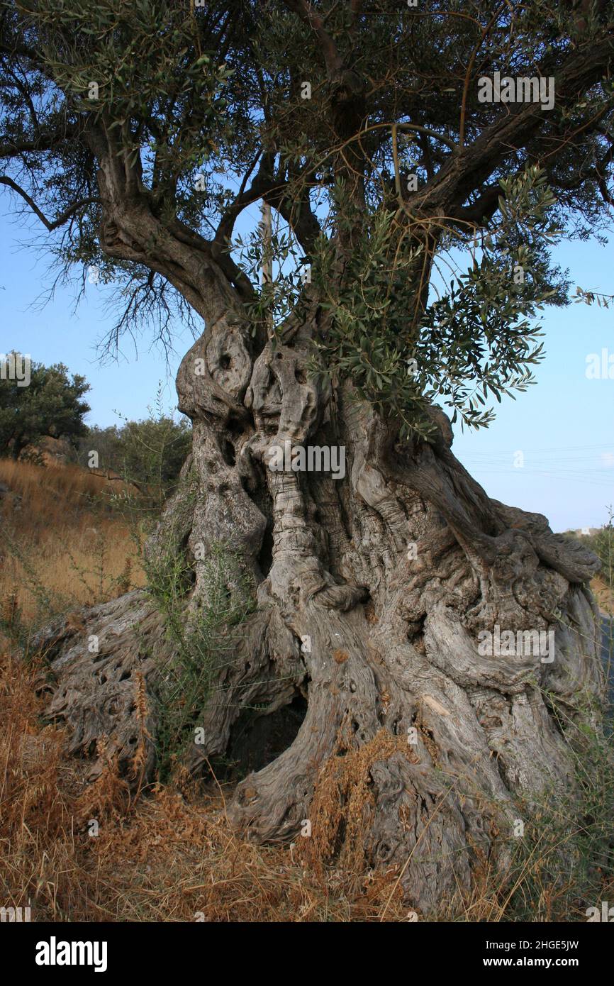 Olive trees on Crete in Greece,Europe Stock Photo - Alamy