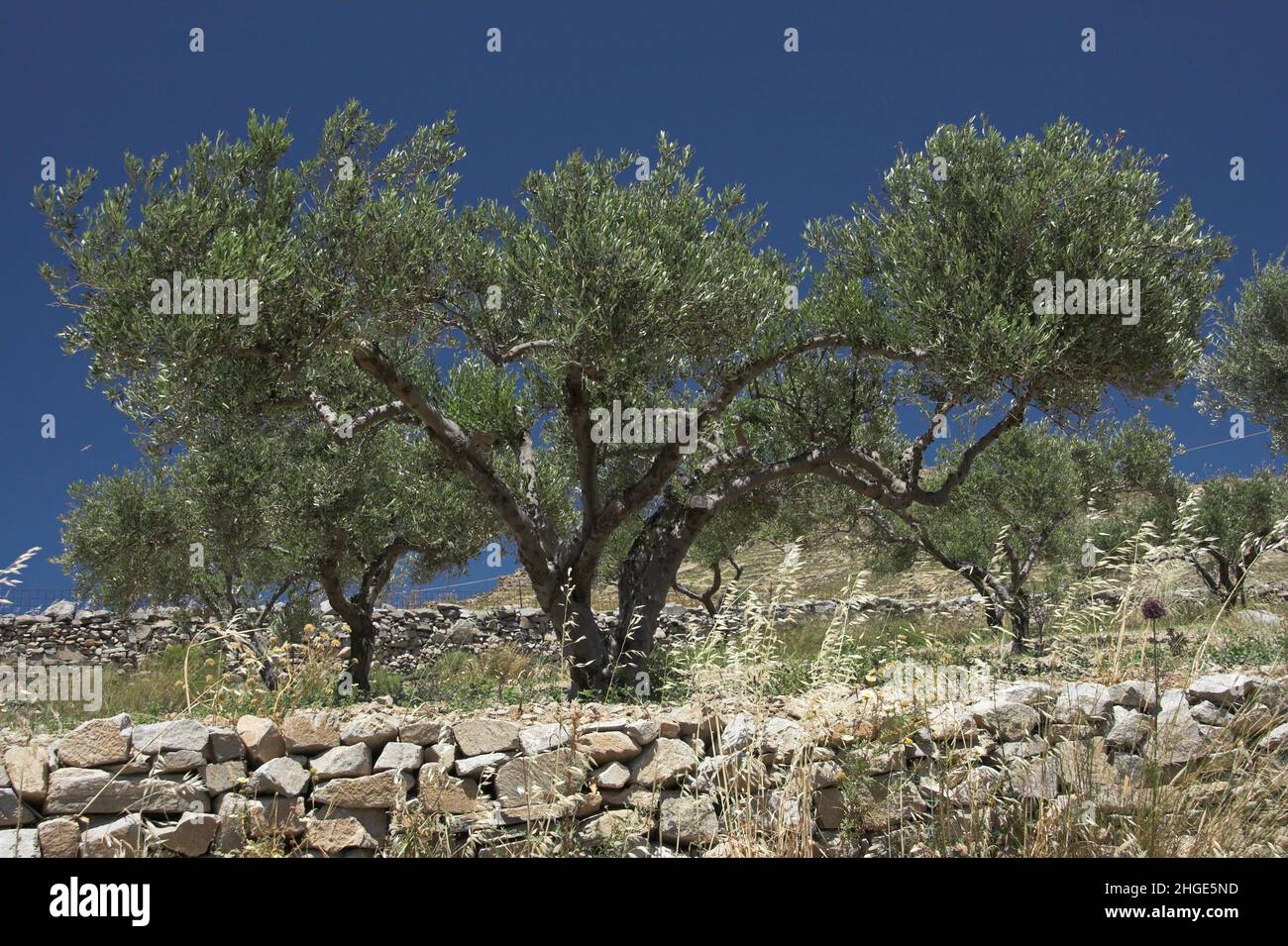 Olive trees on Crete in Greece,Europe Stock Photo - Alamy
