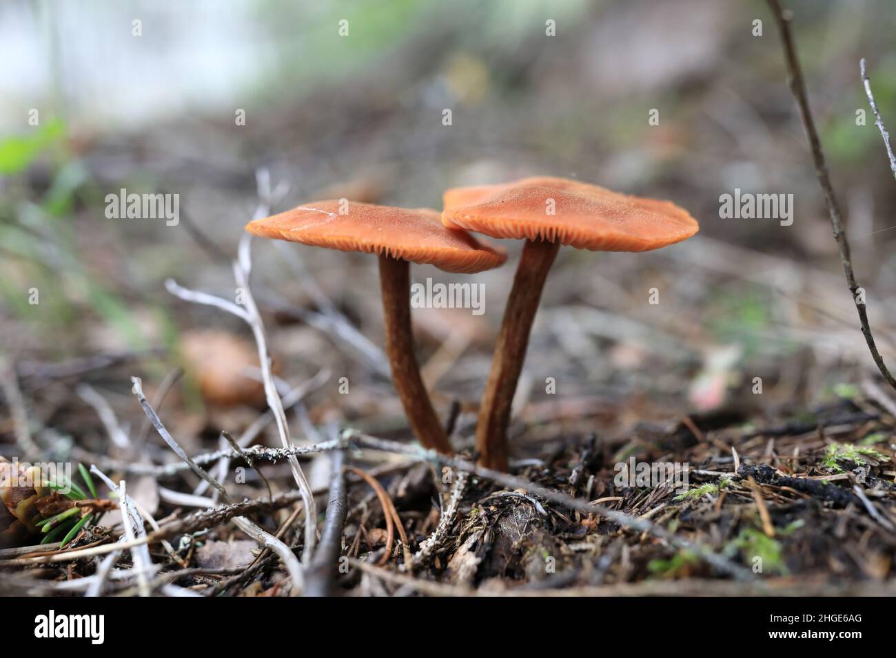 Laccaria bicolor hi-res stock photography and images - Alamy