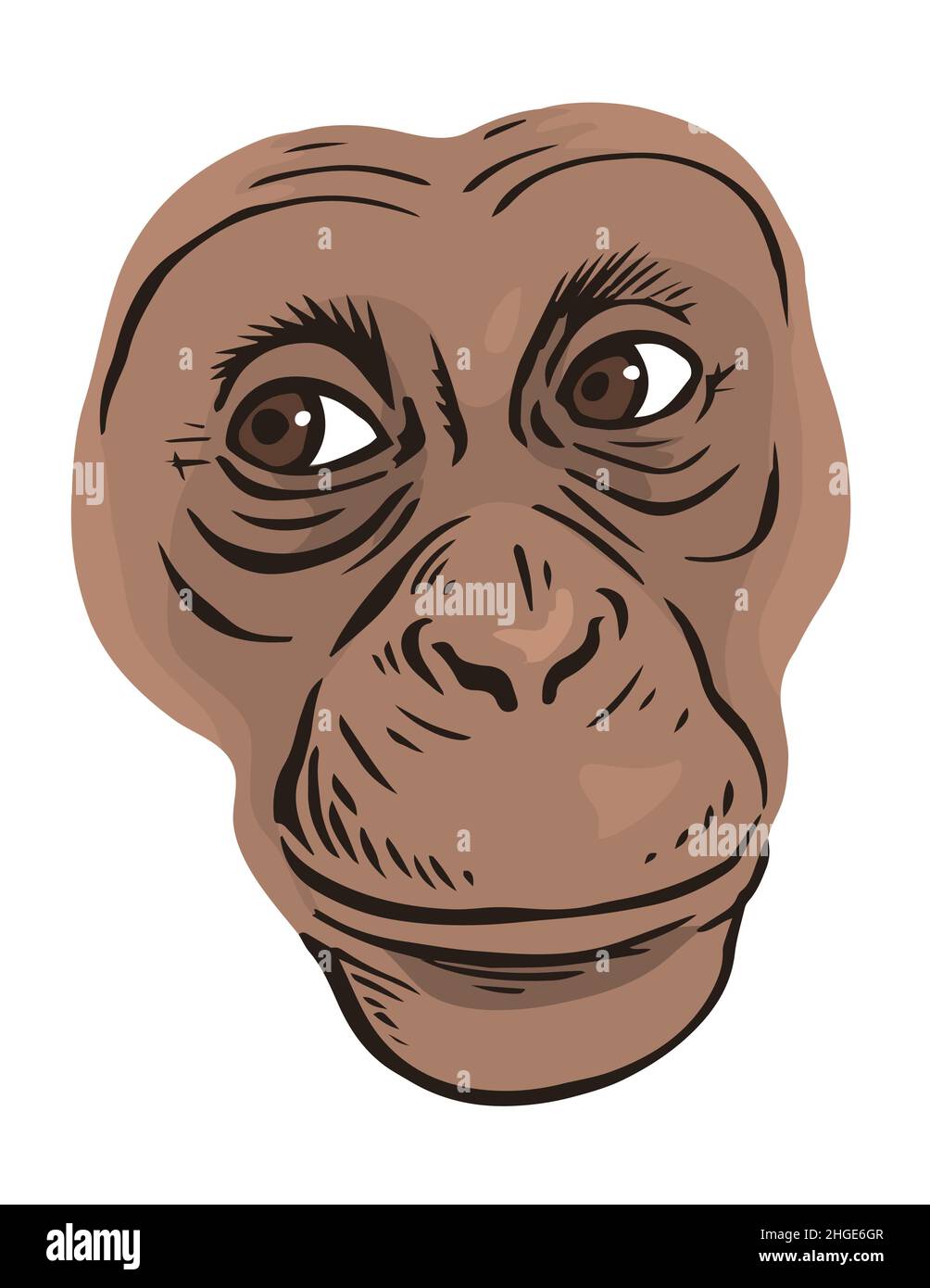 Chimpanzee head on a white background. A sly smile on his face. Wild ...