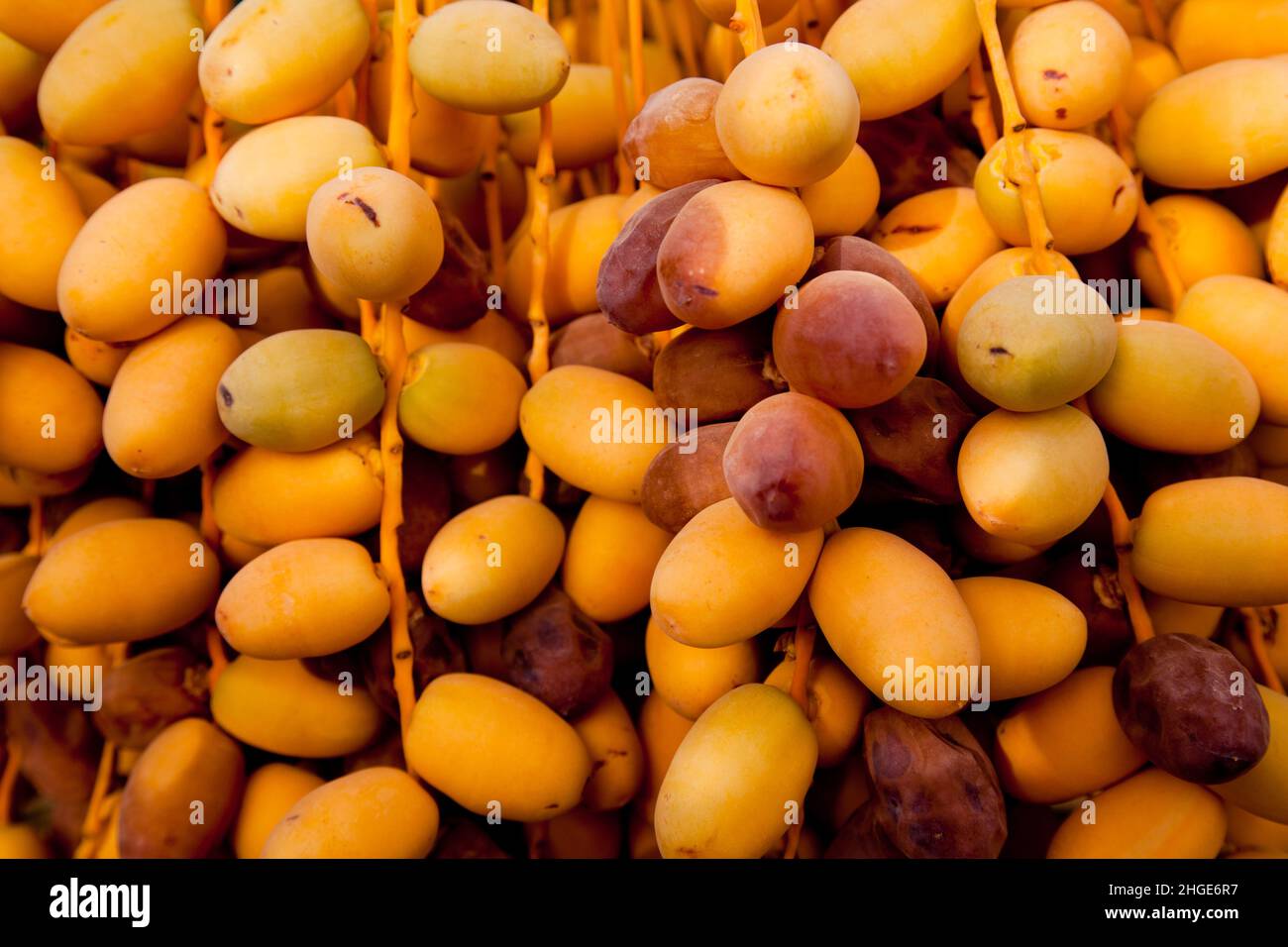 Some ripe dates on palm tree with green leaves Stock Photo - Alamy