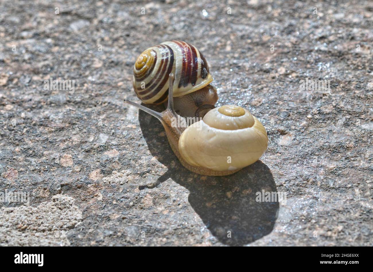 Two snails meet other hi-res stock photography and images - Alamy