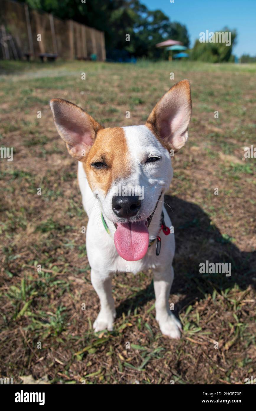 Squinting from the sun hi-res stock photography and images - Alamy