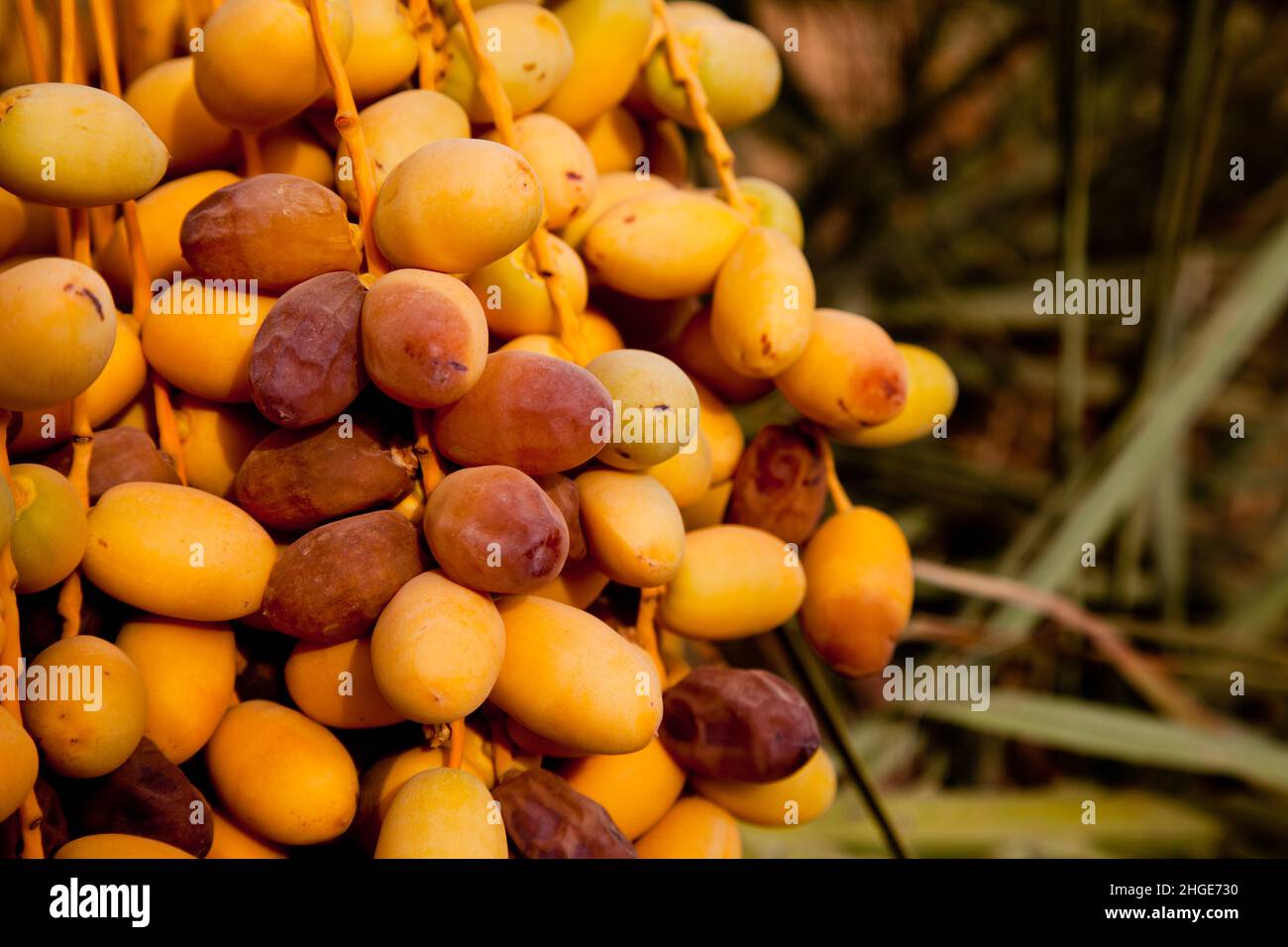 Dates on palm tree hi-res stock photography and images - Alamy