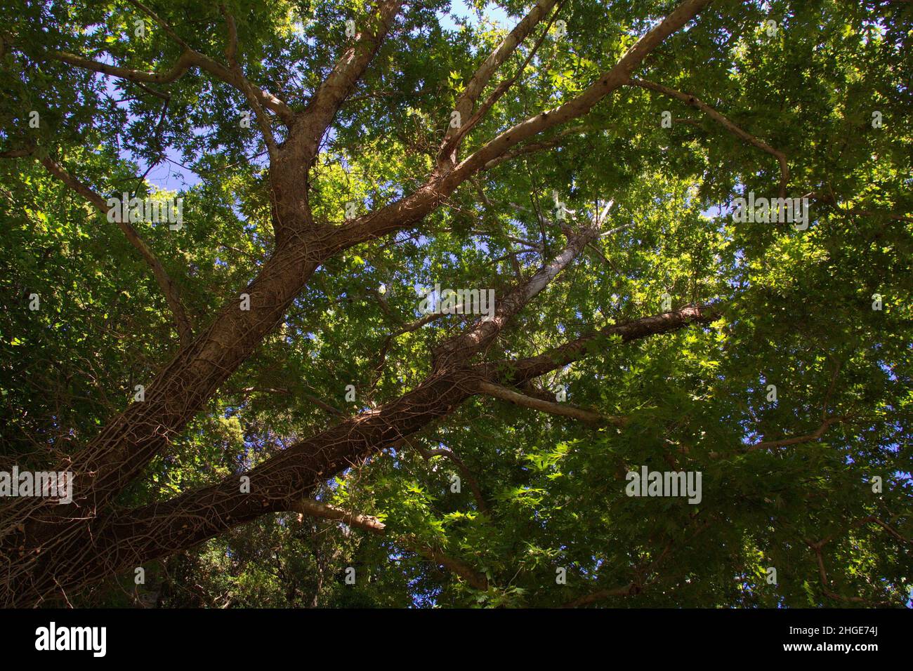 Giant plane tree platanus hi-res stock photography and images - Alamy