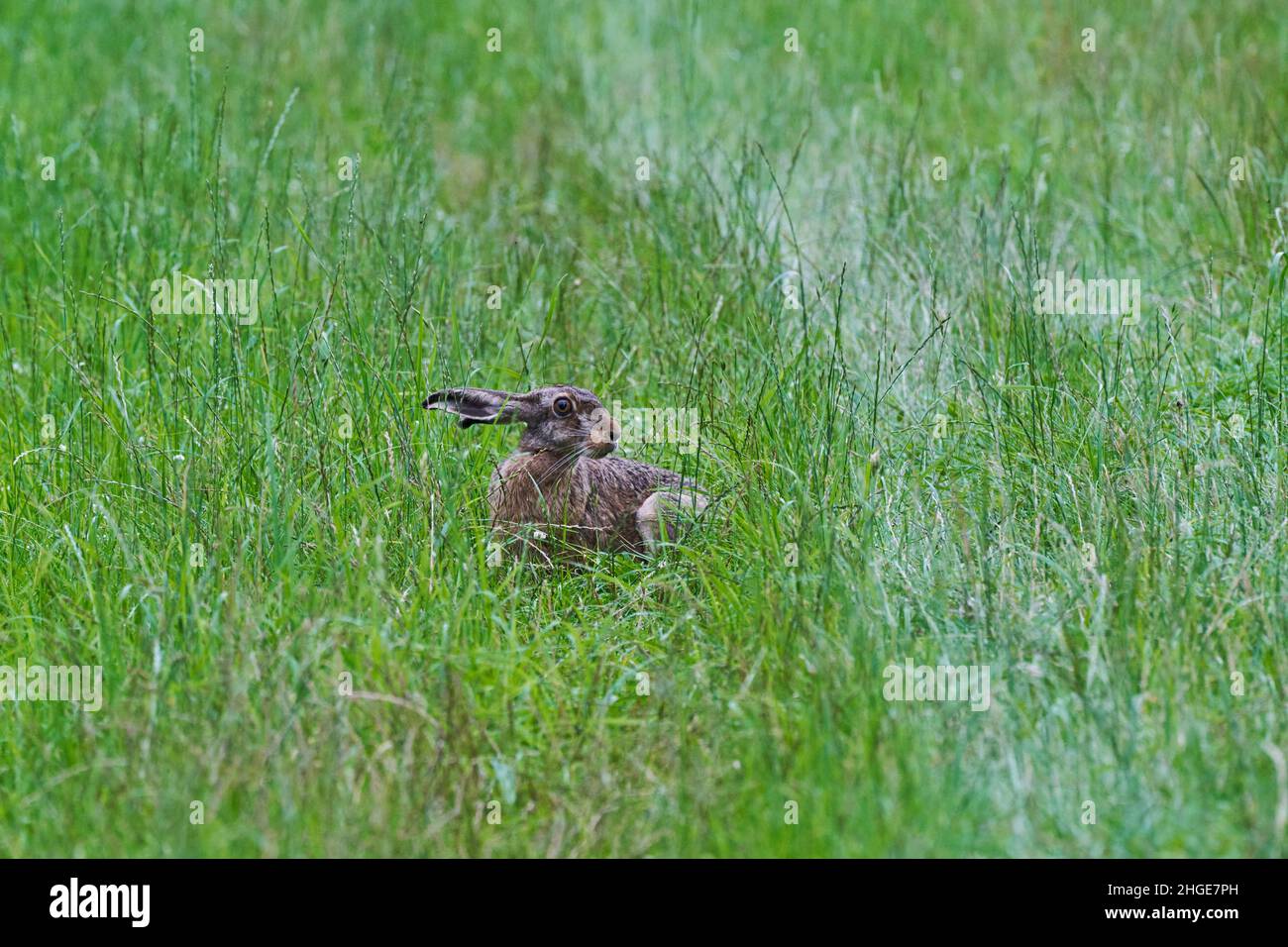 Hare or jackrabbit, leporids belonging to the genus Lepus. They are ...