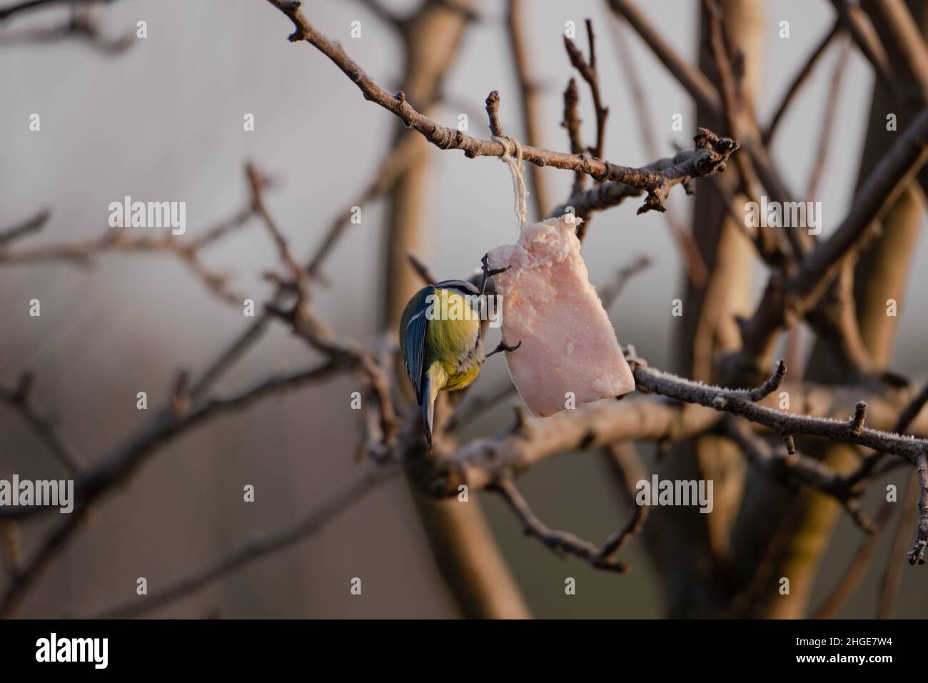 A wild bird, a titmouse pecking food in the form of a lard slice hung ...