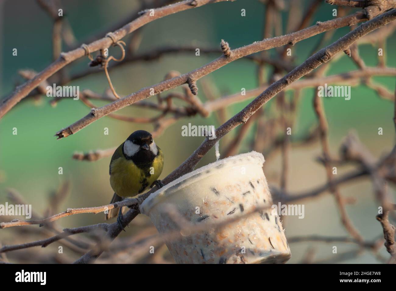 Wild bird rich tit pecking food in the form of fat with grains on a ...