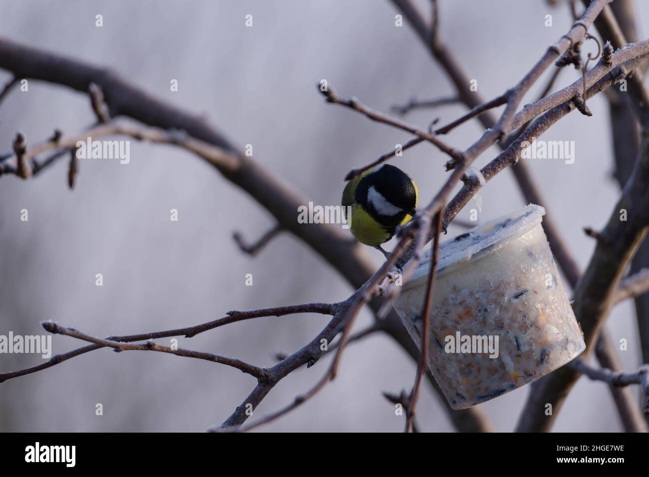 Wild bird rich tit pecking food in the form of fat with grains on a ...