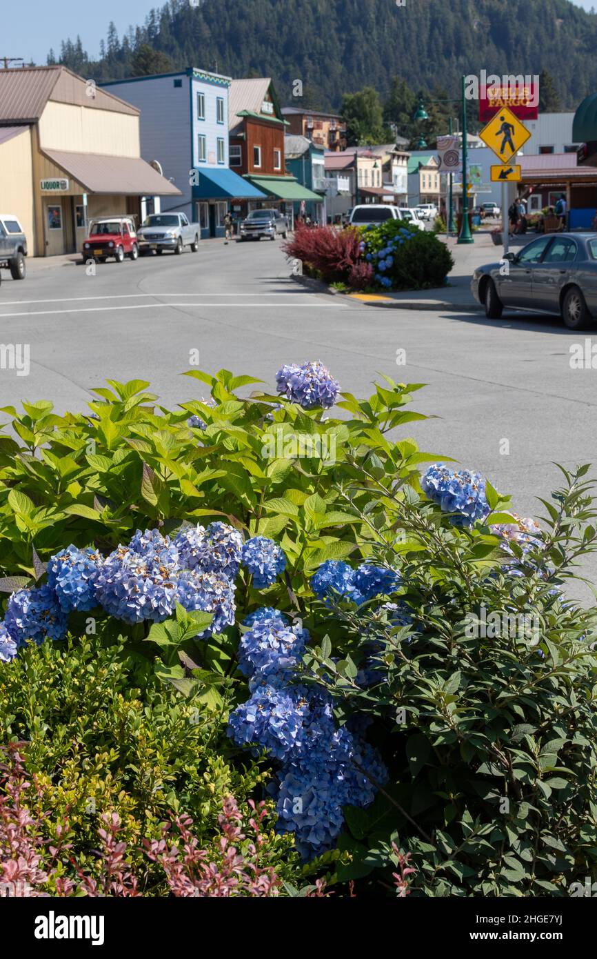 Flowering hydrangea tree hi-res stock photography and images - Alamy