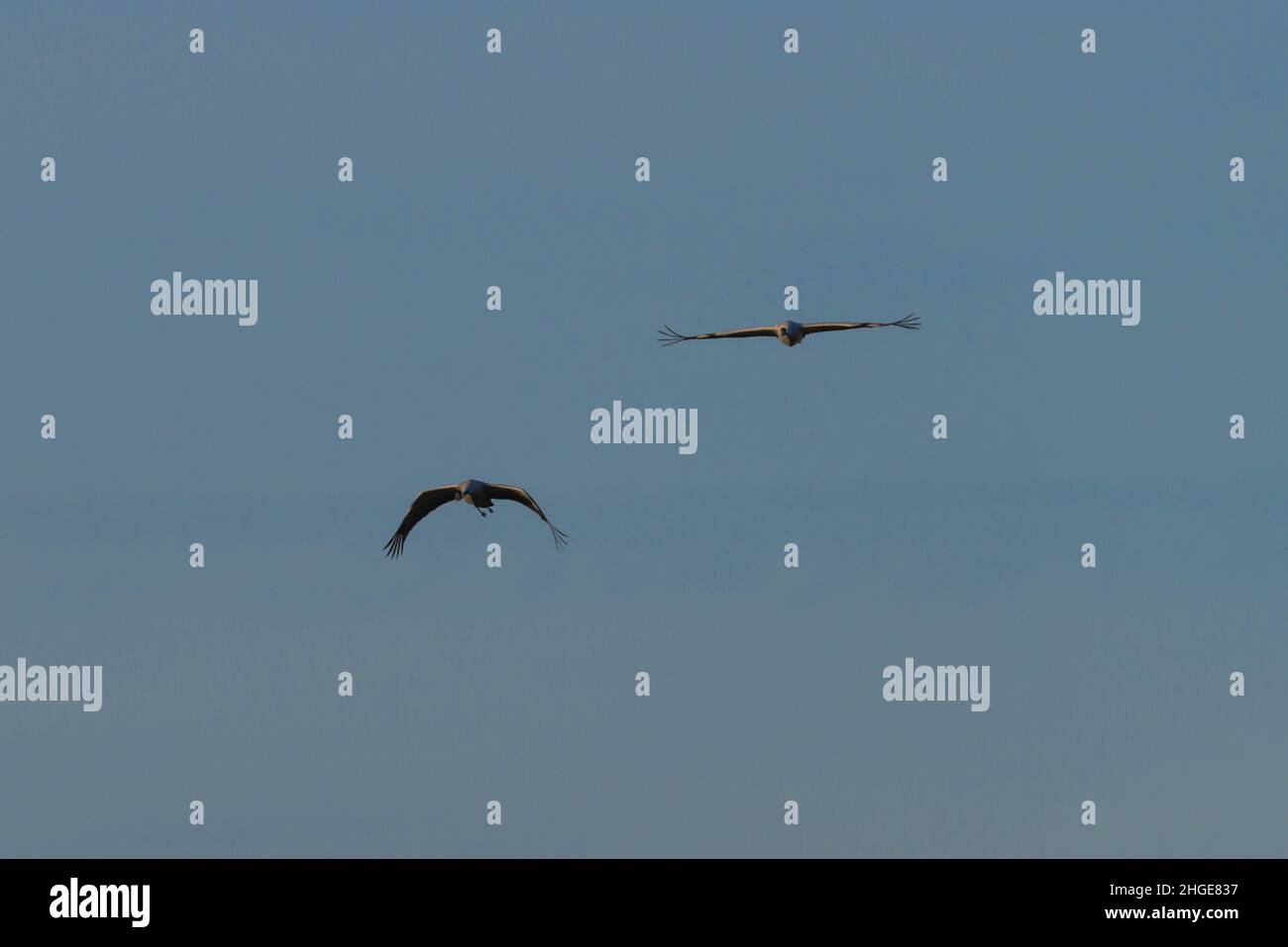 Clear sky. Against it, two cranes are flying with their wings spread ...