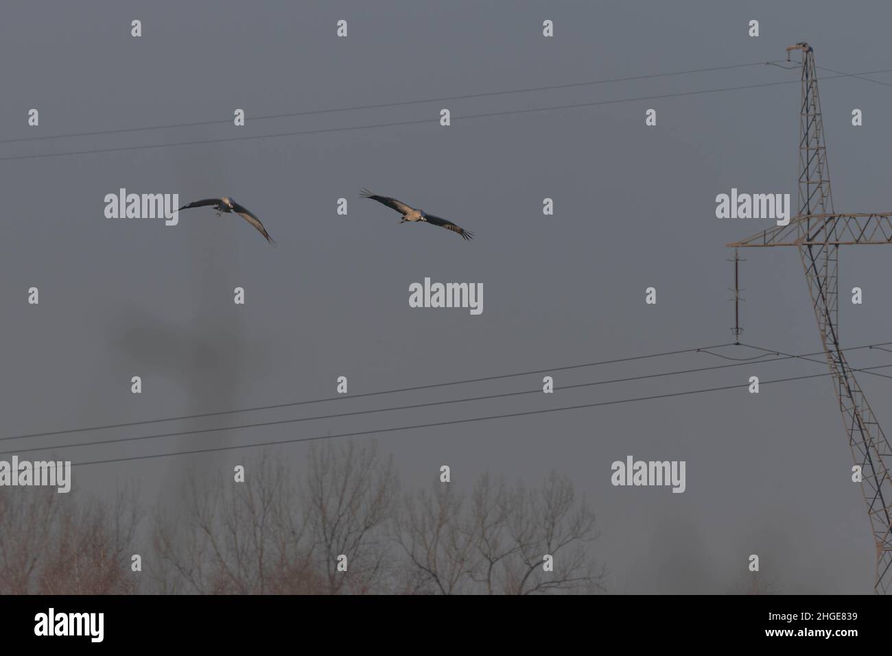 Clear sky. Against it, two cranes are flying with their wings spread ...
