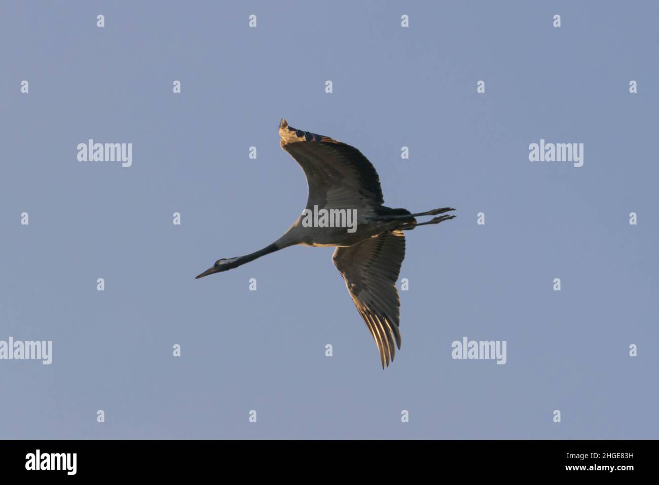 Clear sky. Against it you can see a crane flying with its wings spread ...