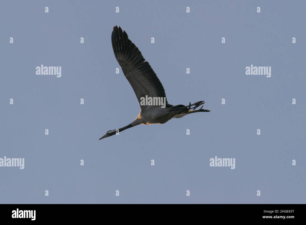 Clear sky. Against it you can see a crane flying with its wings spread ...
