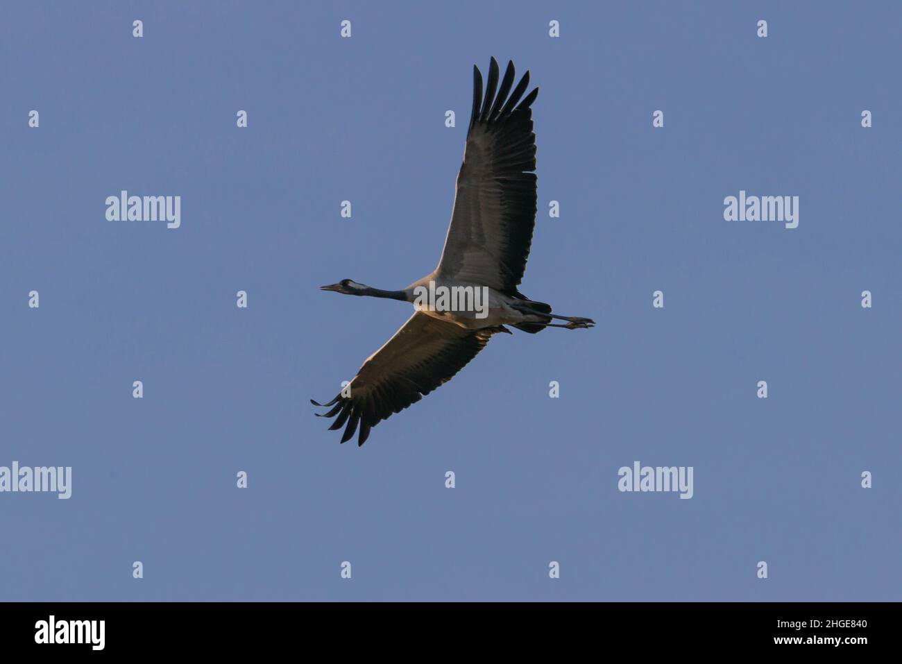 Clear sky. Against it you can see a crane flying with its wings spread ...