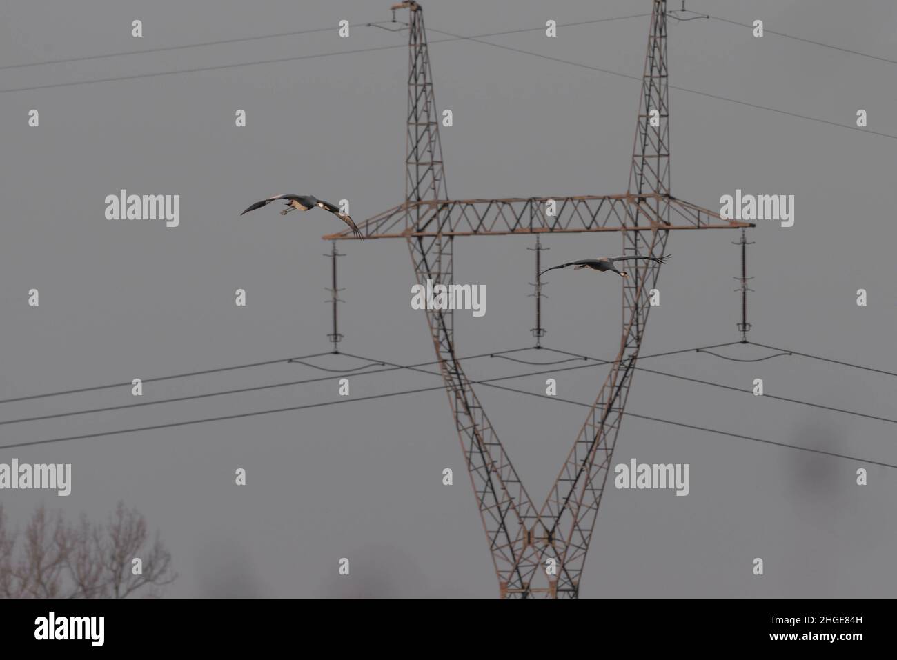 Clear sky. Against it, two cranes are flying with their wings spread ...