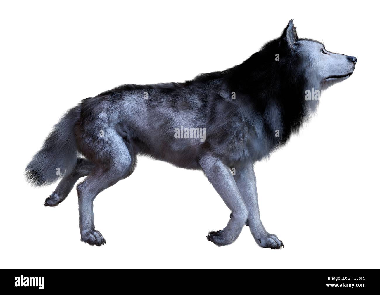 3D rendering of a big gray wolf isolated on white background Stock ...
