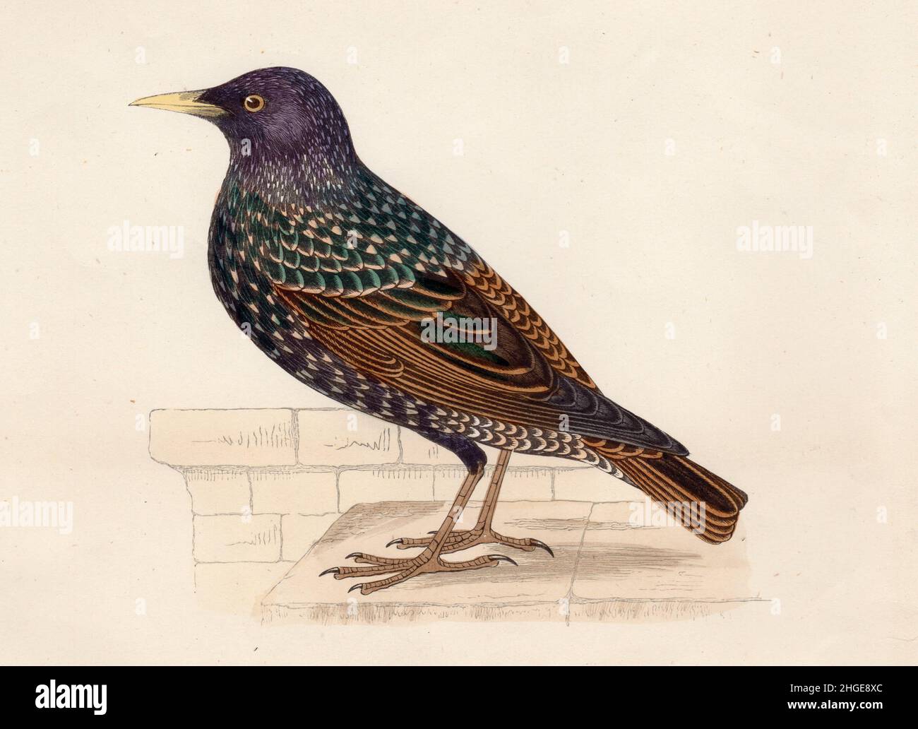 Common Starling 1852, (1942). From History of British Birds by Francis ...