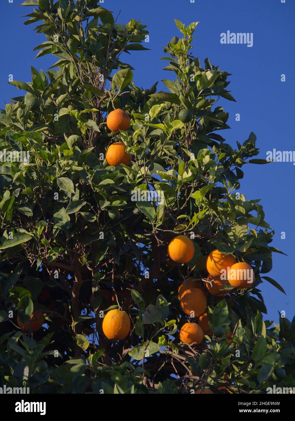 Orange tree with fruits on Crete in Greece,Europe Stock Photo - Alamy