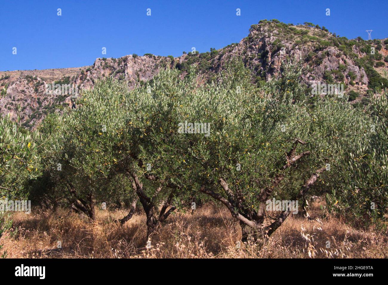 Olive trees on Crete in Greece,Europe Stock Photo - Alamy