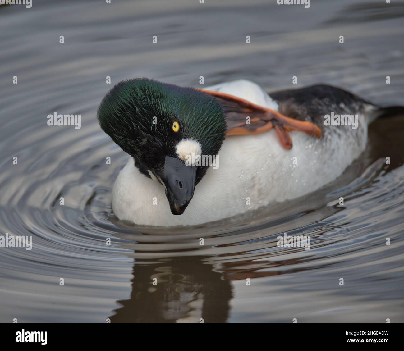 Common goldeneye drake bucephala hi-res stock photography and images ...