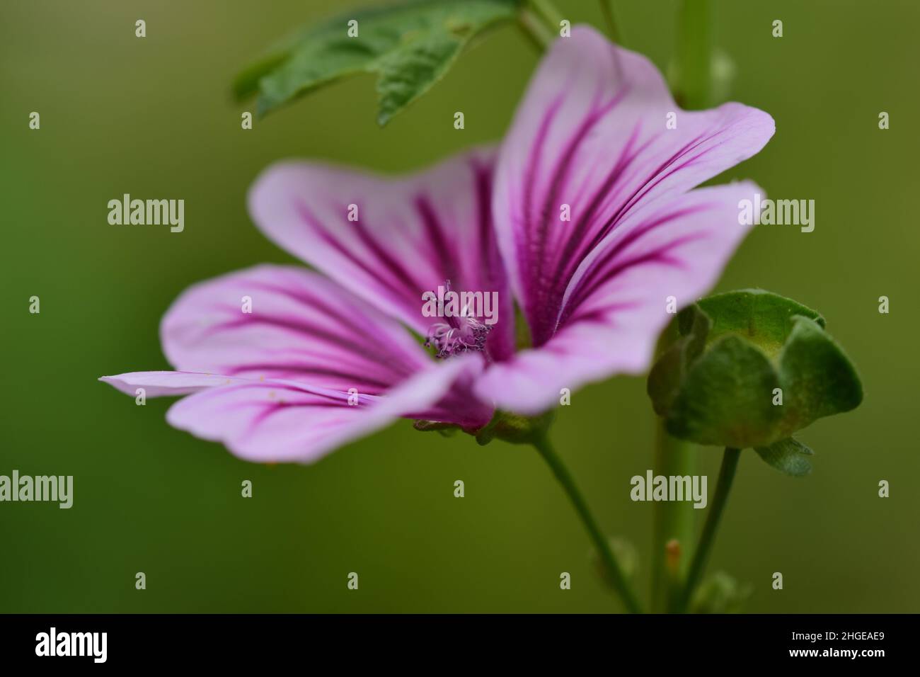 Mallow flower in close hi-res stock photography and images - Alamy