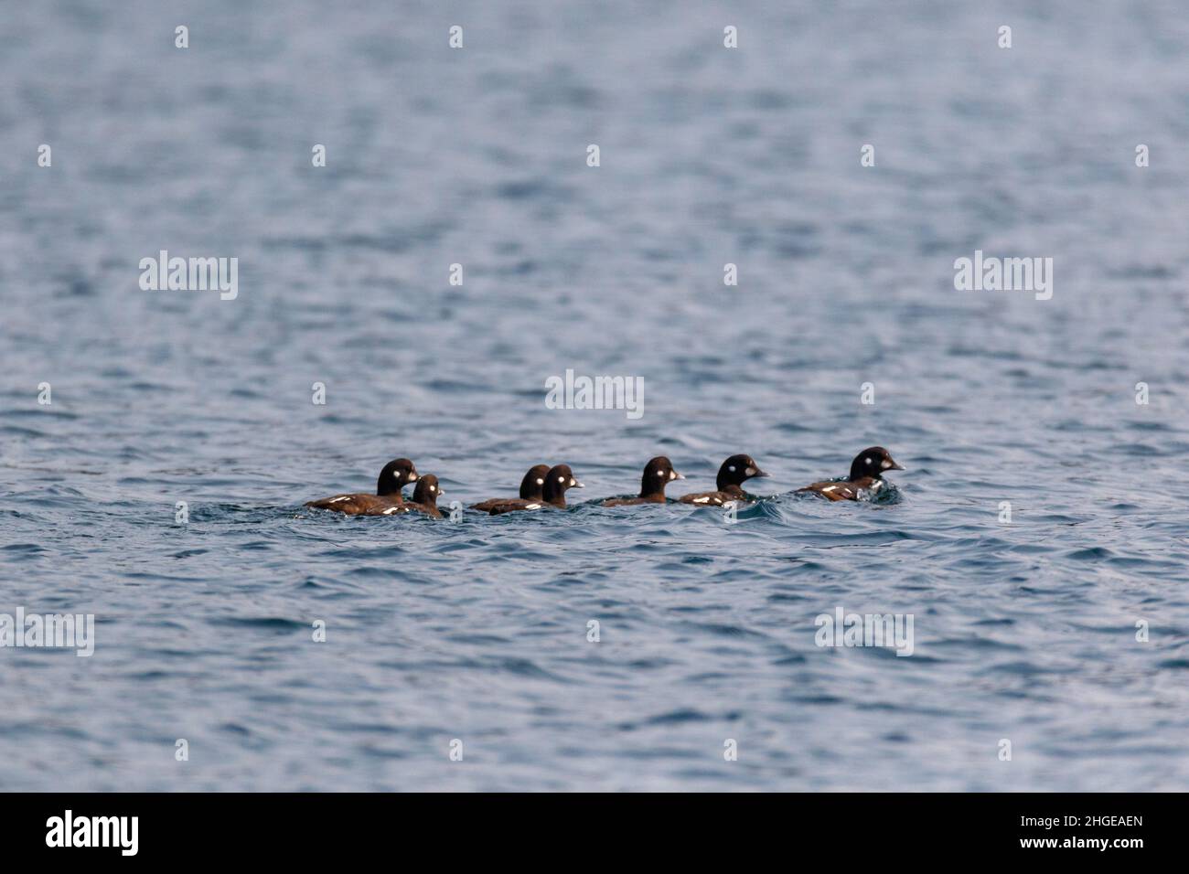 Hoonah Angoon High Resolution Stock Photography and Images - Alamy