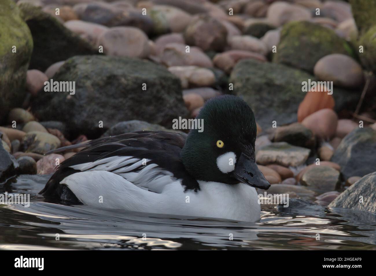 Drake Common goldeneye (Bucephala clangula Stock Photo - Alamy