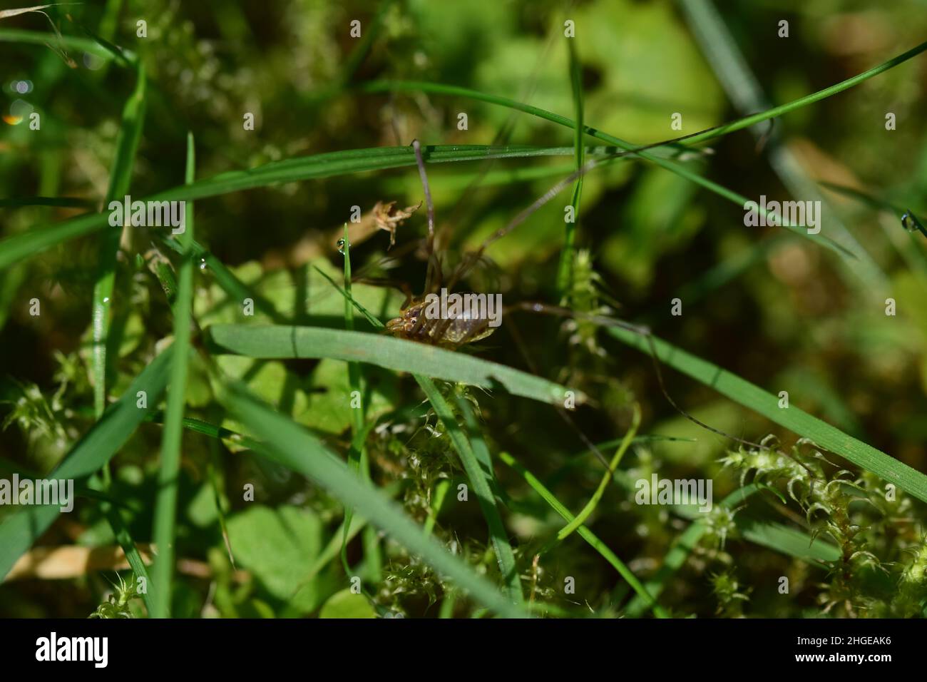 Insect with long legs hi-res stock photography and images - Alamy