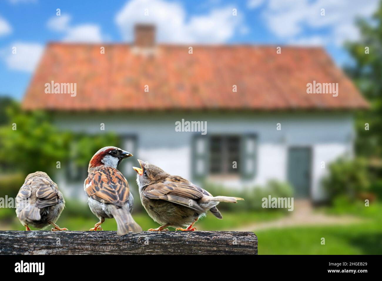 Perched sparrow two britain hi-res stock photography and images - Alamy