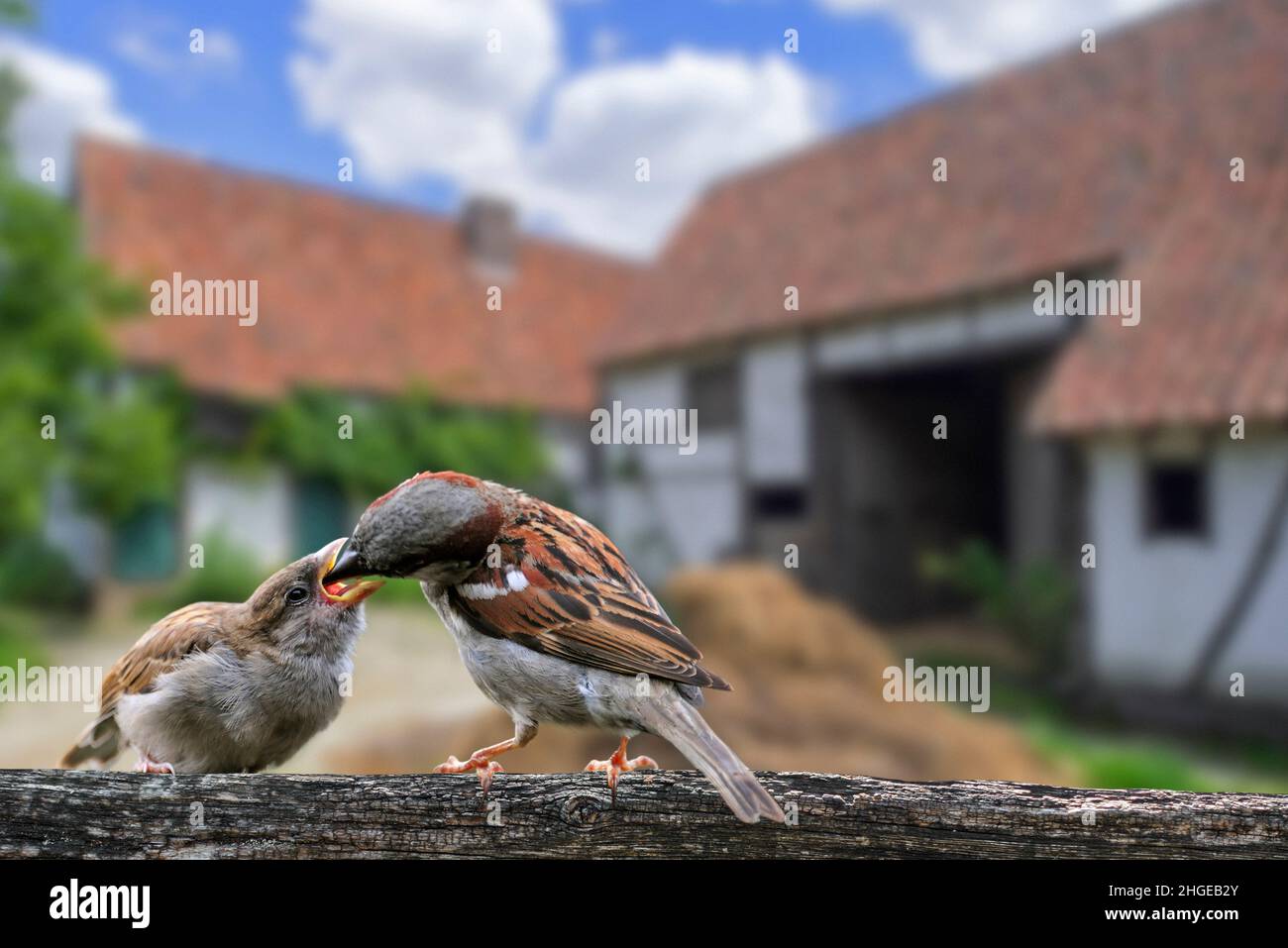House sparrows uk farm hi-res stock photography and images - Alamy