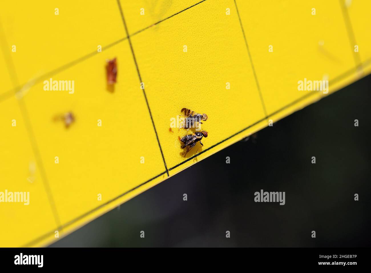 Rhagoletis cerasi is a species of tephritid fruit fly known by the ...