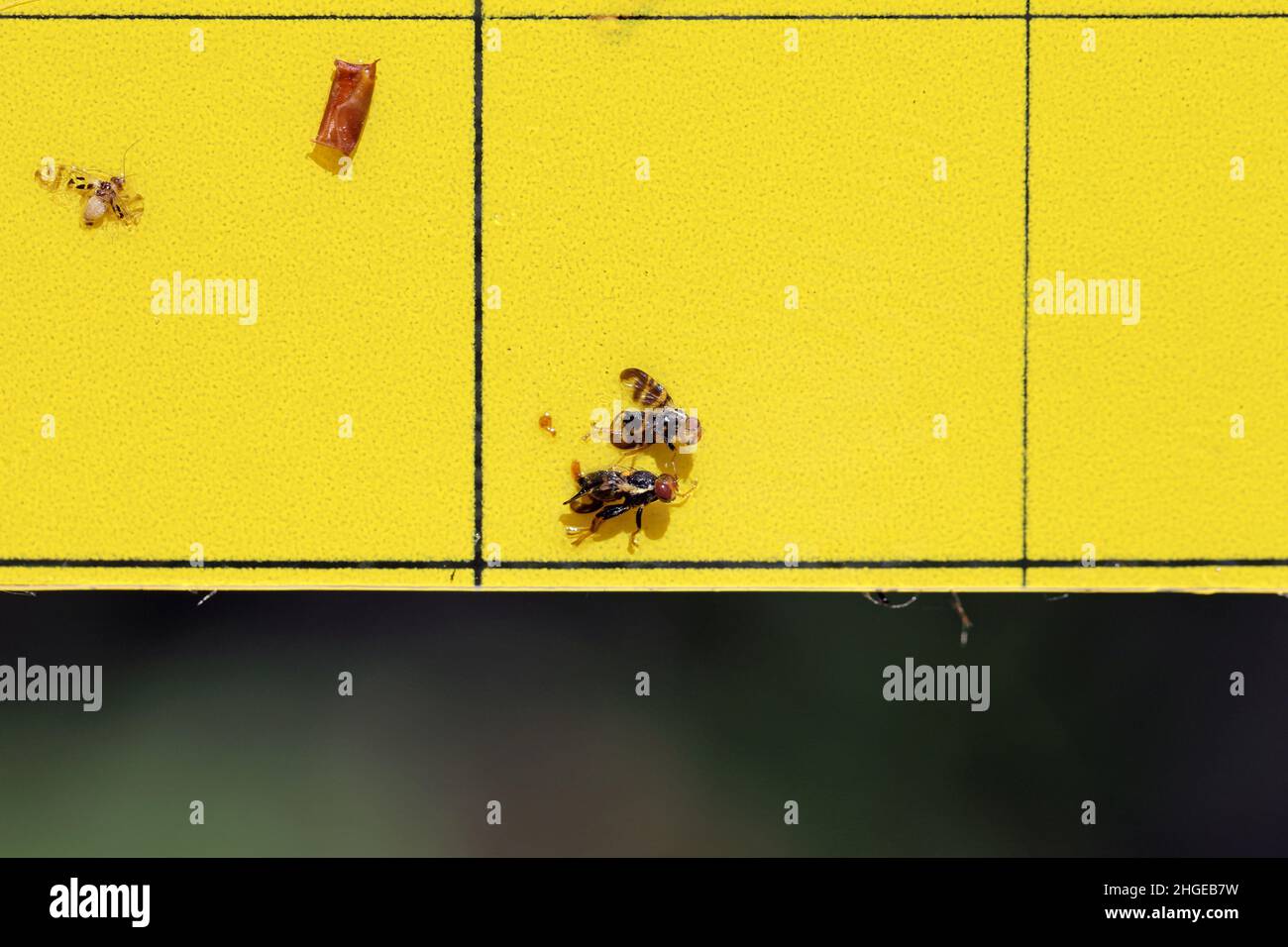 Rhagoletis cerasi is a species of tephritid fruit fly known by the ...