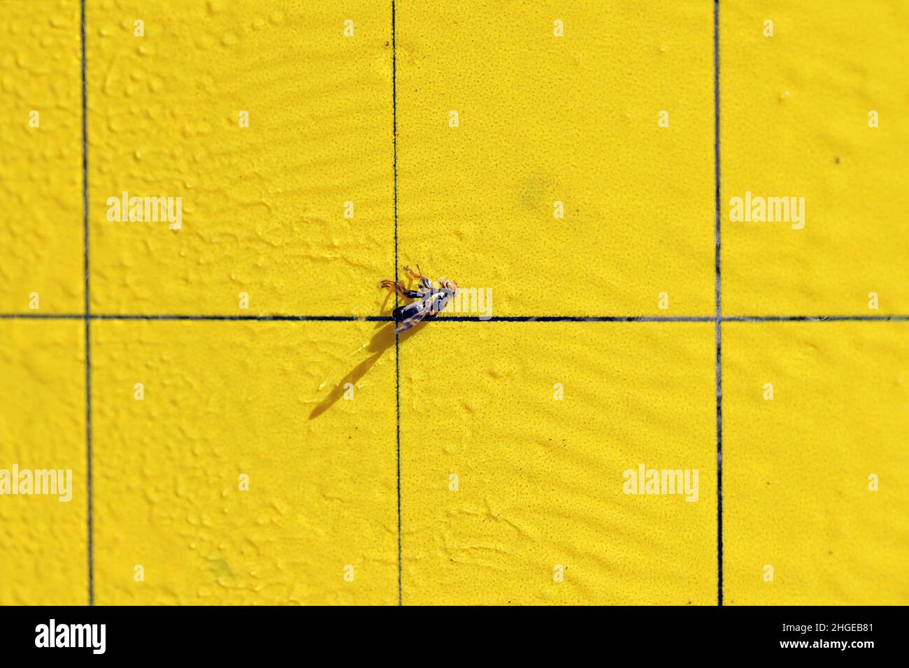 Rhagoletis cerasi is a species of tephritid fruit fly known by the ...