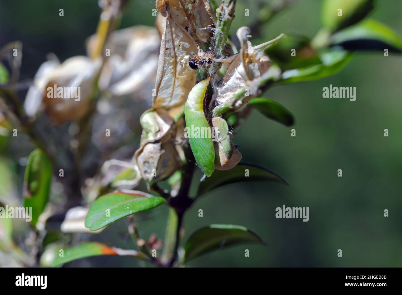 Pupa of the box tree moth - Cydalima perspectalis in nature. It is an ...