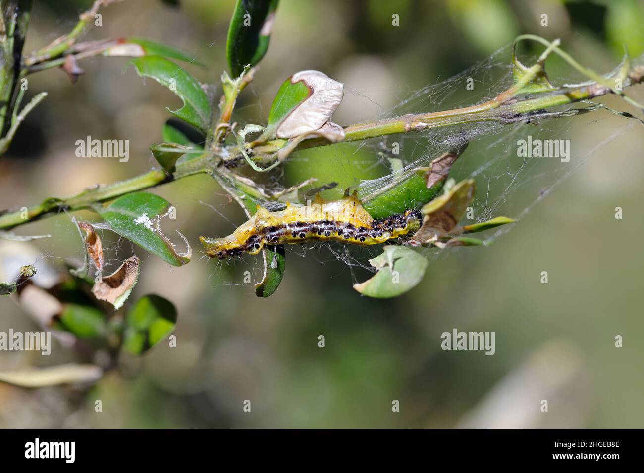 Caterpillar of Cydalima perspectalis - box tree moth killed by ...