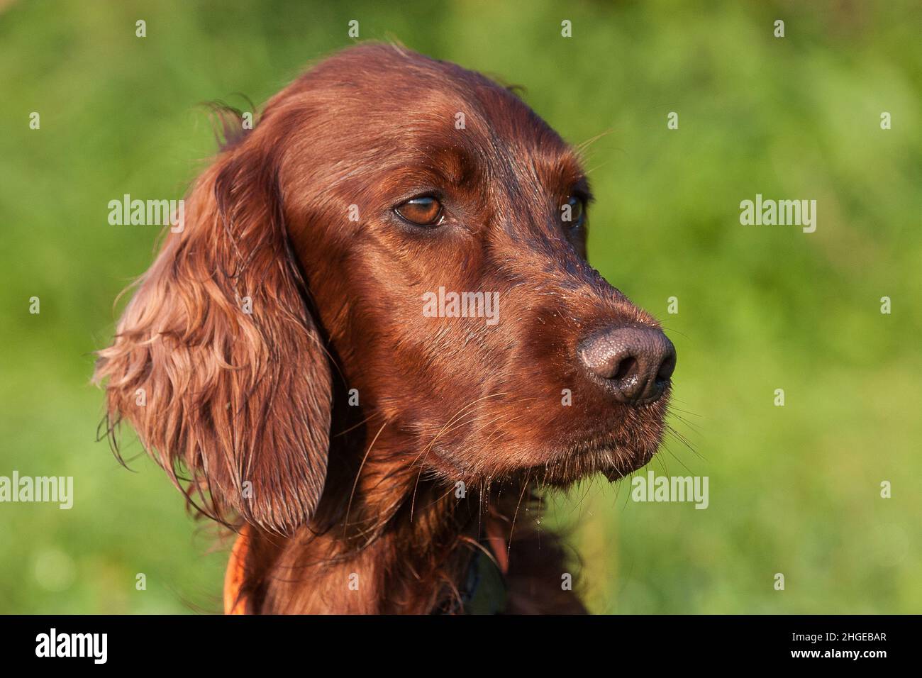 Portrait of a beautiful Irish setter Stock Photo - Alamy