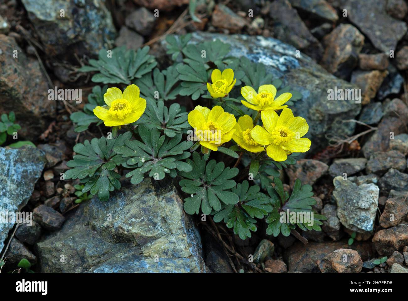 Plant endemic to cyrpus hi-res stock photography and images - Alamy