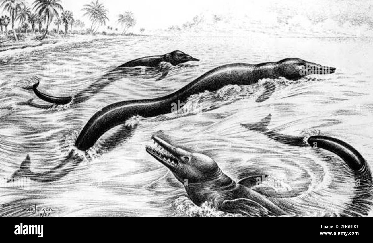 Basilosaurus Black and White Stock Photos & Images - Alamy