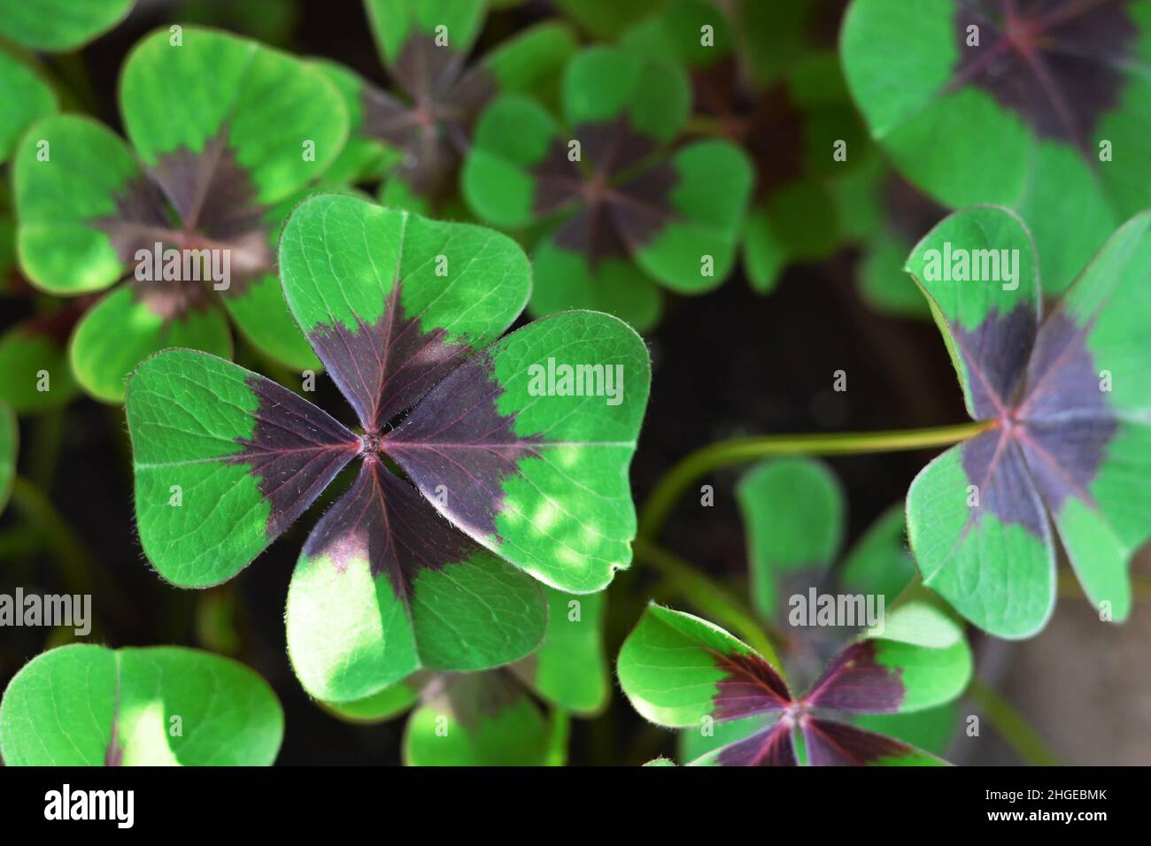 Full frame of shamrocks or four- leaf clovers. St Patricks Day ...
